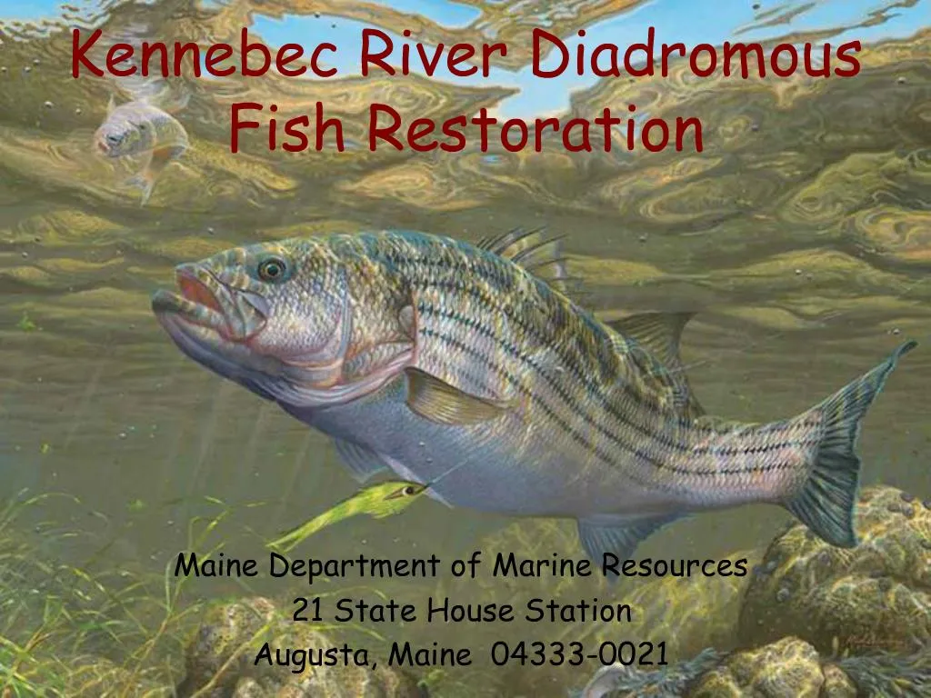 PPT - Kennebec River Diadromous Fish Restoration PowerPoint ...