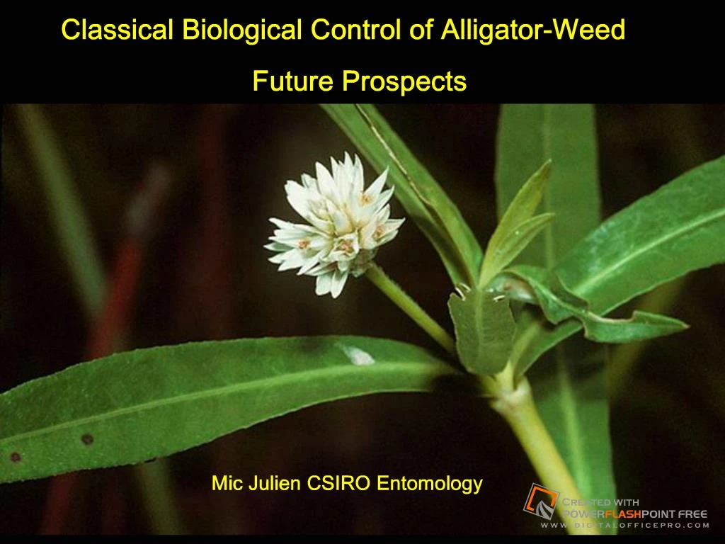PPT - Classical Biological Control of Alligator-Weed PowerPoint ...