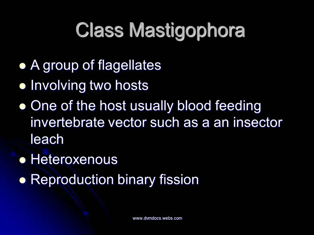 PPT - Class Mastigophora PowerPoint Presentation, free download - ID ...