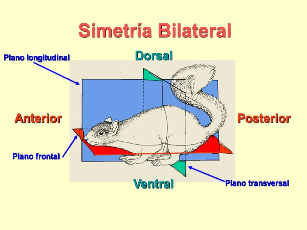 PPT - Simetr a Bilateral PowerPoint Presentation, free download - ID:1027795