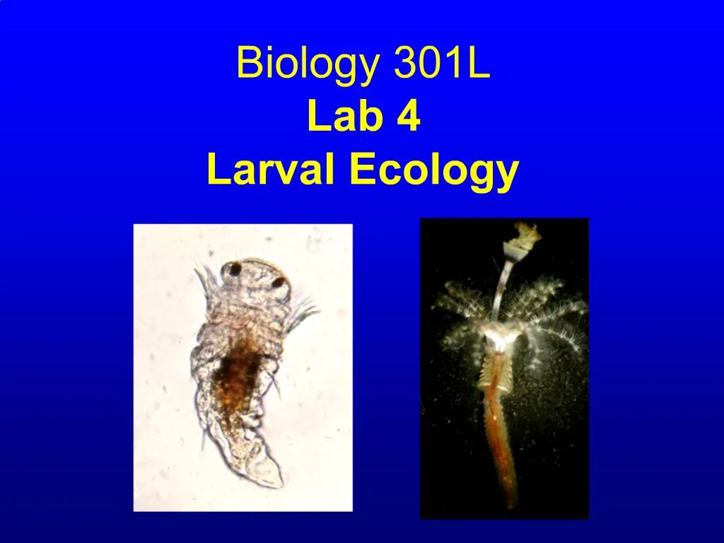 PPT - Biology 301L Lab 4 Larval Ecology PowerPoint Presentation, free ...