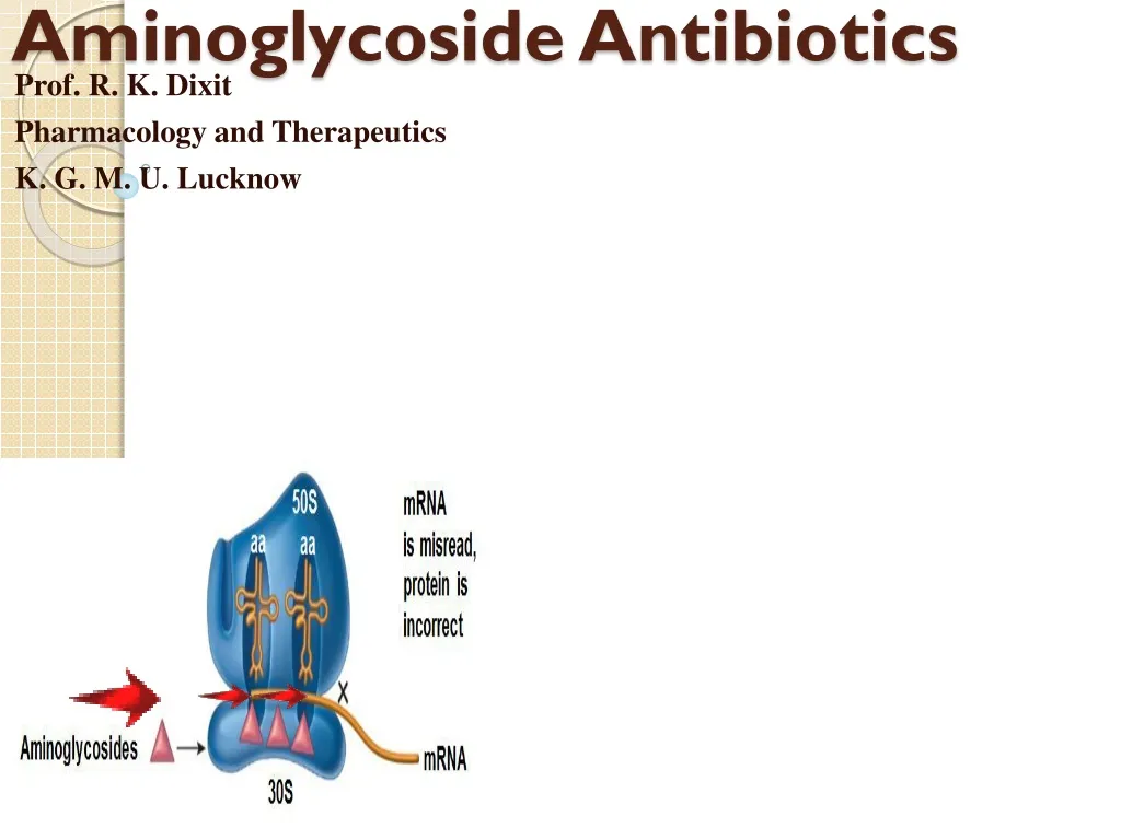 PPT - Aminoglycoside Antibiotics PowerPoint Presentation, free download ...