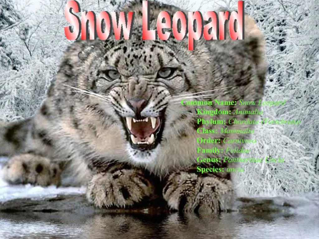 PPT - Common Name: Snow Leopard Kingdom: Animalia Phylum: Chordata ...