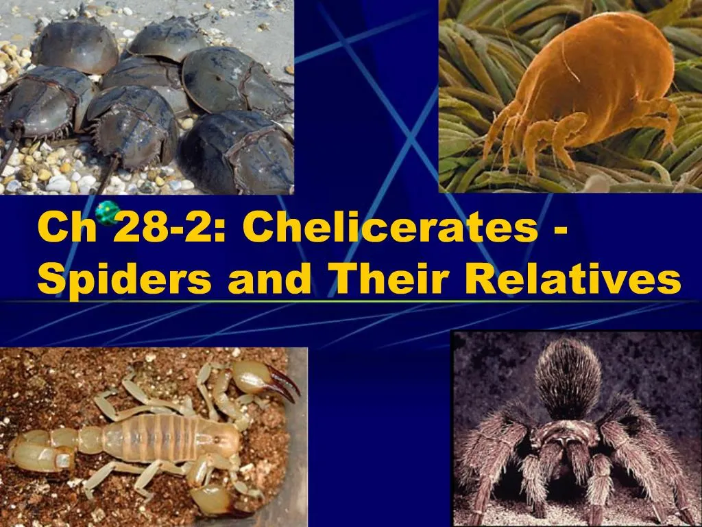 PPT - Ch 28-2: Chelicerates -Spiders and Their Relatives PowerPoint ...