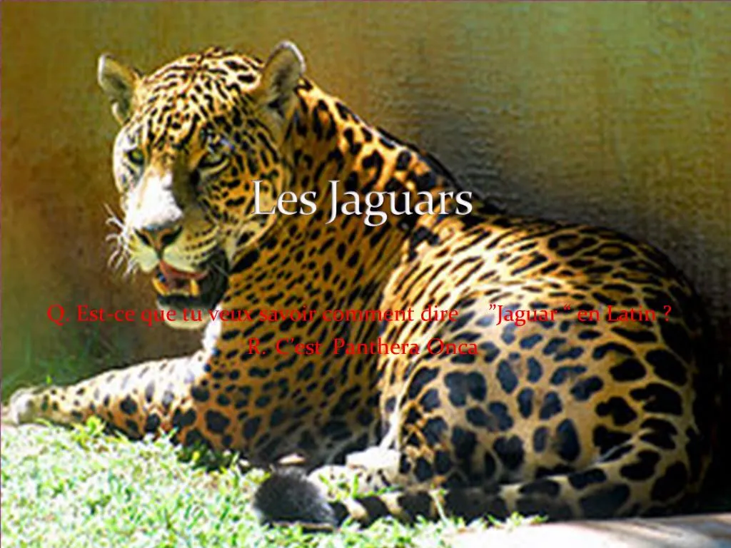 PPT - Les Jaguars PowerPoint Presentation, free download - ID:1037179