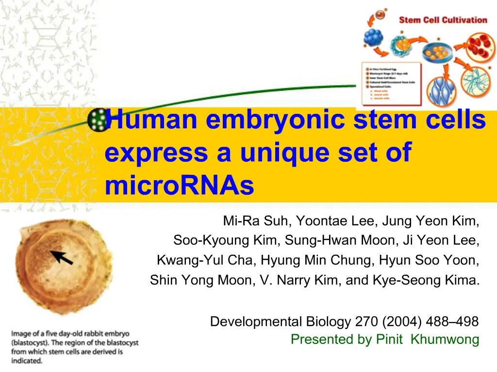PPT - Human embryonic stem cells express a unique set of microRNAs ...