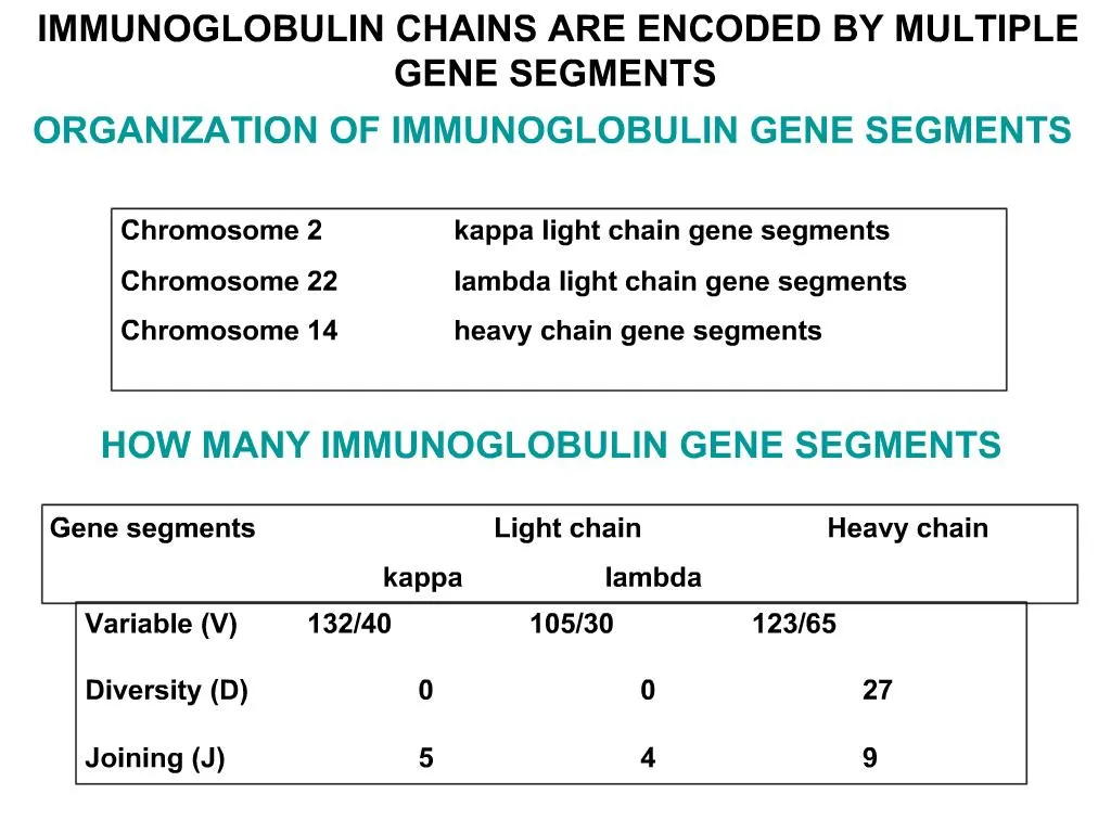 PPT - HOW MANY IMMUNOGLOBULIN GENE SEGMENTS PowerPoint Presentation ...