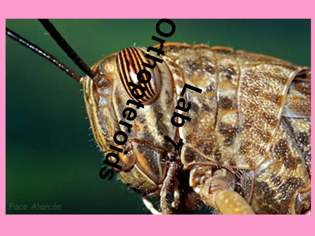 PPT - Lab 7 Orthopteroids PowerPoint Presentation, free download - ID ...
