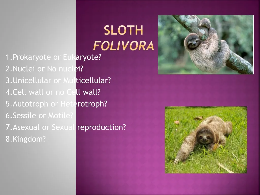 PPT - Sloth Folivora PowerPoint Presentation, free download - ID:1067739