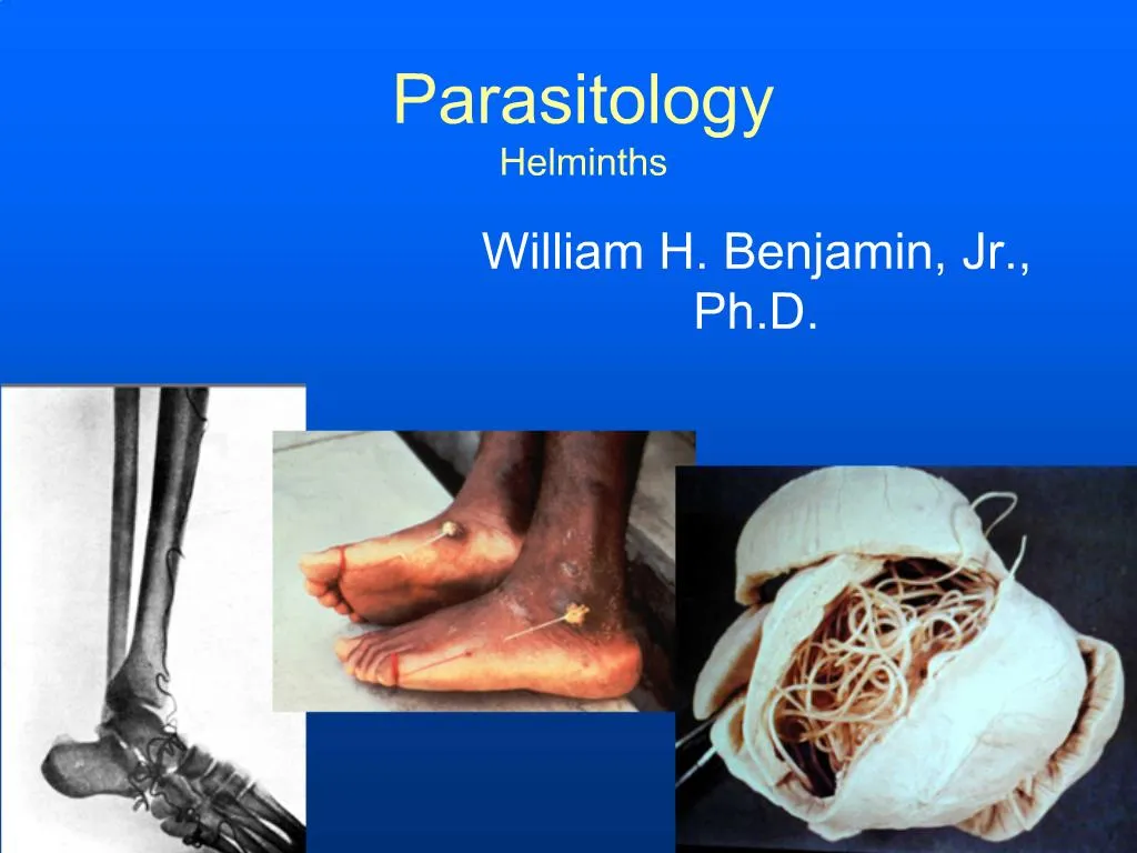 PPT - Parasitology Helminths PowerPoint Presentation, free download ...