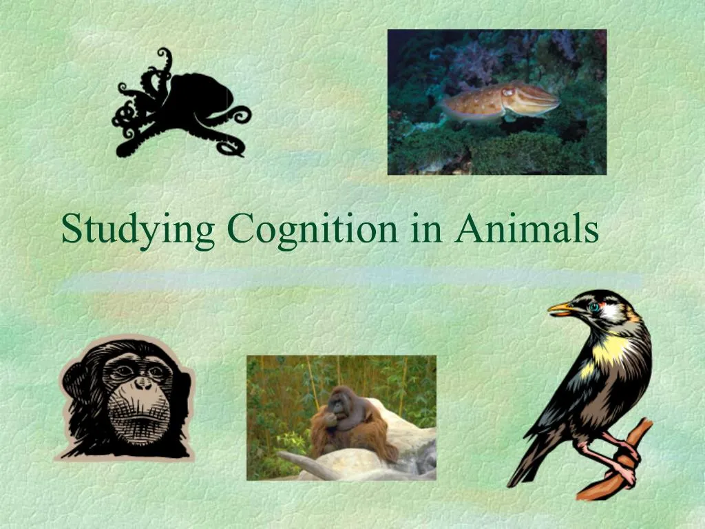 PPT - Studying Cognition in Animals PowerPoint Presentation, free ...