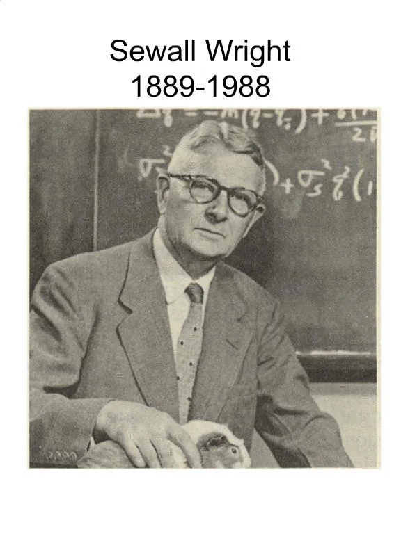 Ppt Sewall Wright 1889 1988 Powerpoint Presentation Free Download