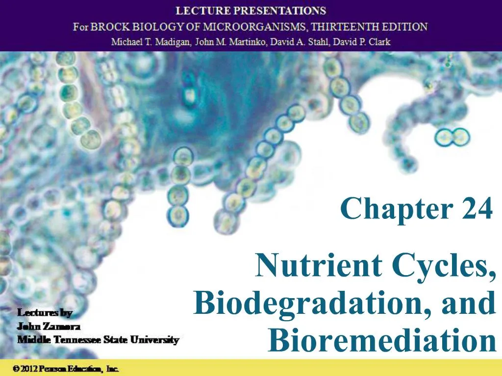 PPT - Nutrient Cycles, Biodegradation, and Bioremediation PowerPoint ...