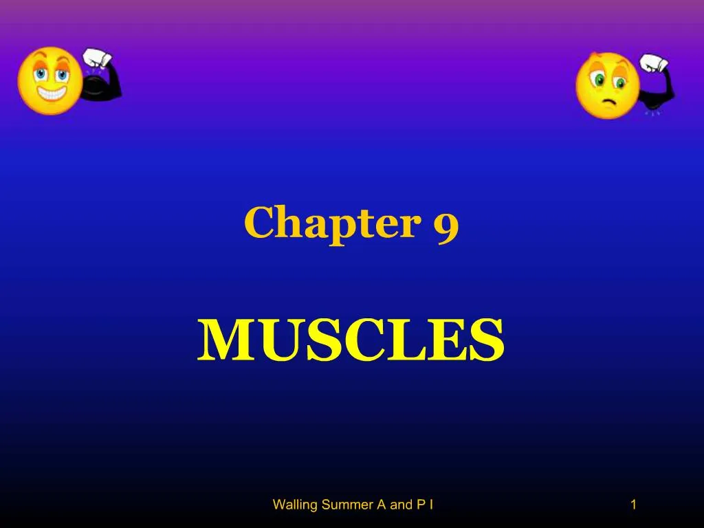 PPT - MUSCLES PowerPoint Presentation, free download - ID:1111127