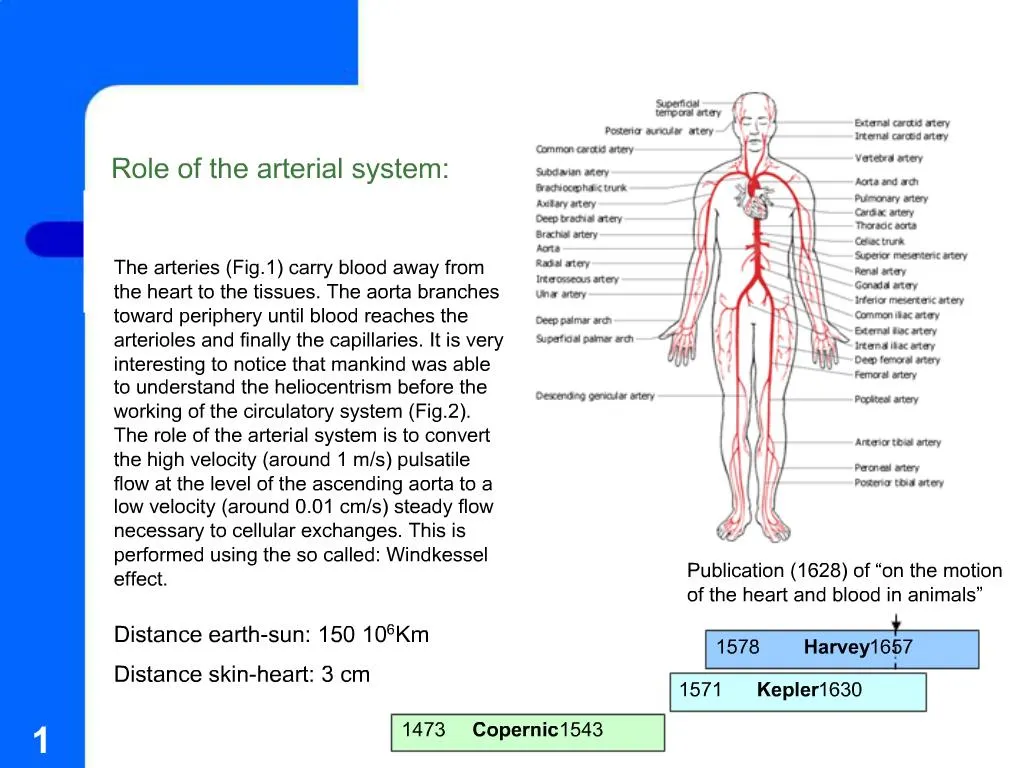 PPT - Role of the arterial system: PowerPoint Presentation, free ...