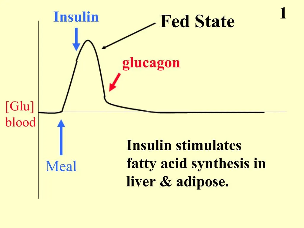 PPT - Insulin stimulates fatty acid synthesis in liver adipose ...