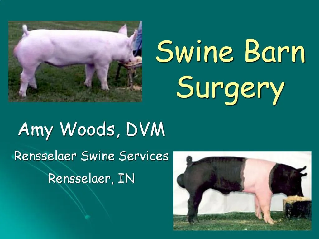 PPT - Swine Barn Surgery PowerPoint Presentation, free download - ID ...