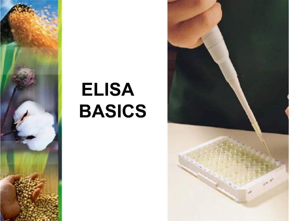 PPT - ELISA BASICS PowerPoint Presentation, free download - ID:1142472