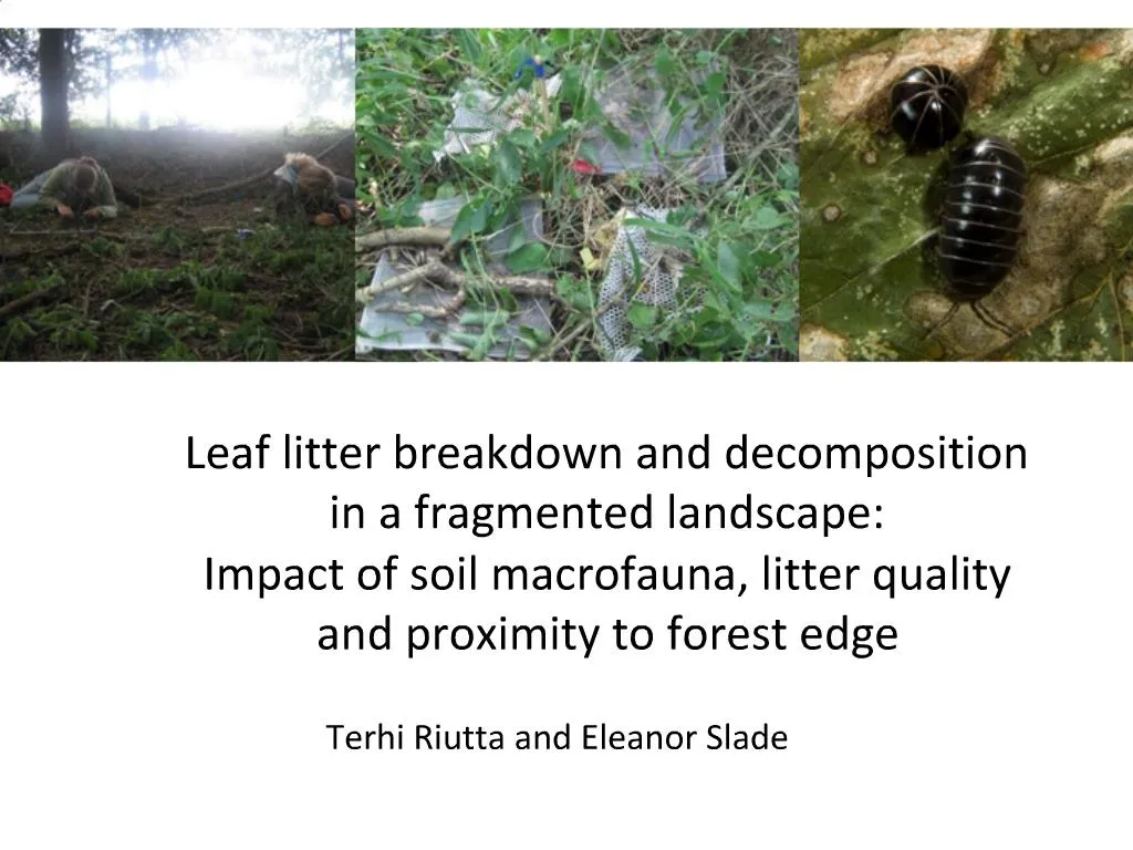 PPT - Leaf litter breakdown and decomposition in a fragmented landscape ...