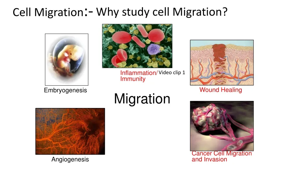 PPT - Cell Migration :- PowerPoint Presentation, free download - ID:1149553