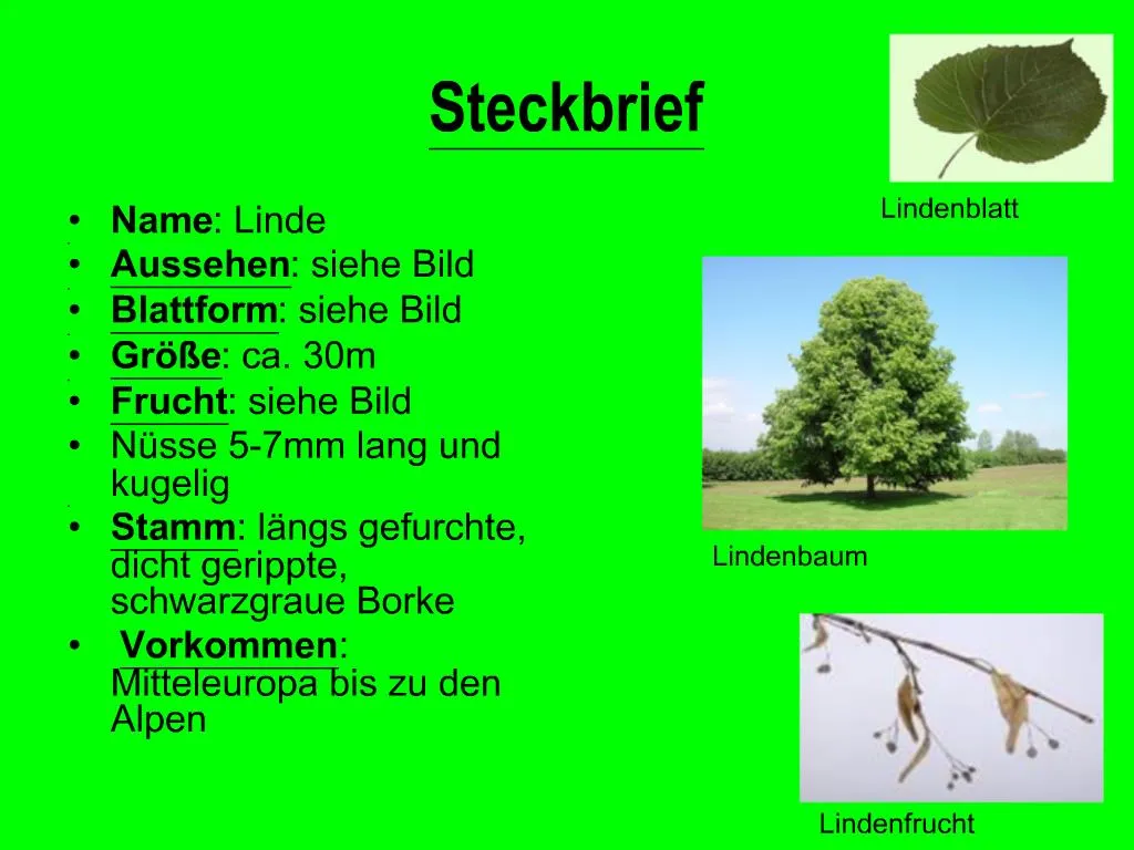 PPT - Steckbrief PowerPoint Presentation, free download - ID:1236807