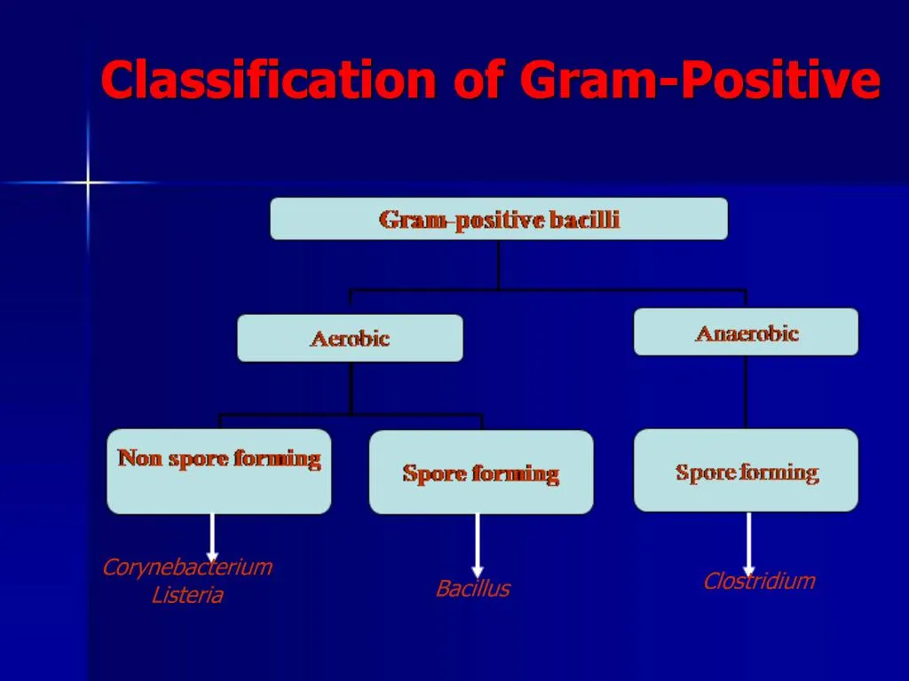 PPT - Classification of Gram-Positive PowerPoint Presentation, free ...