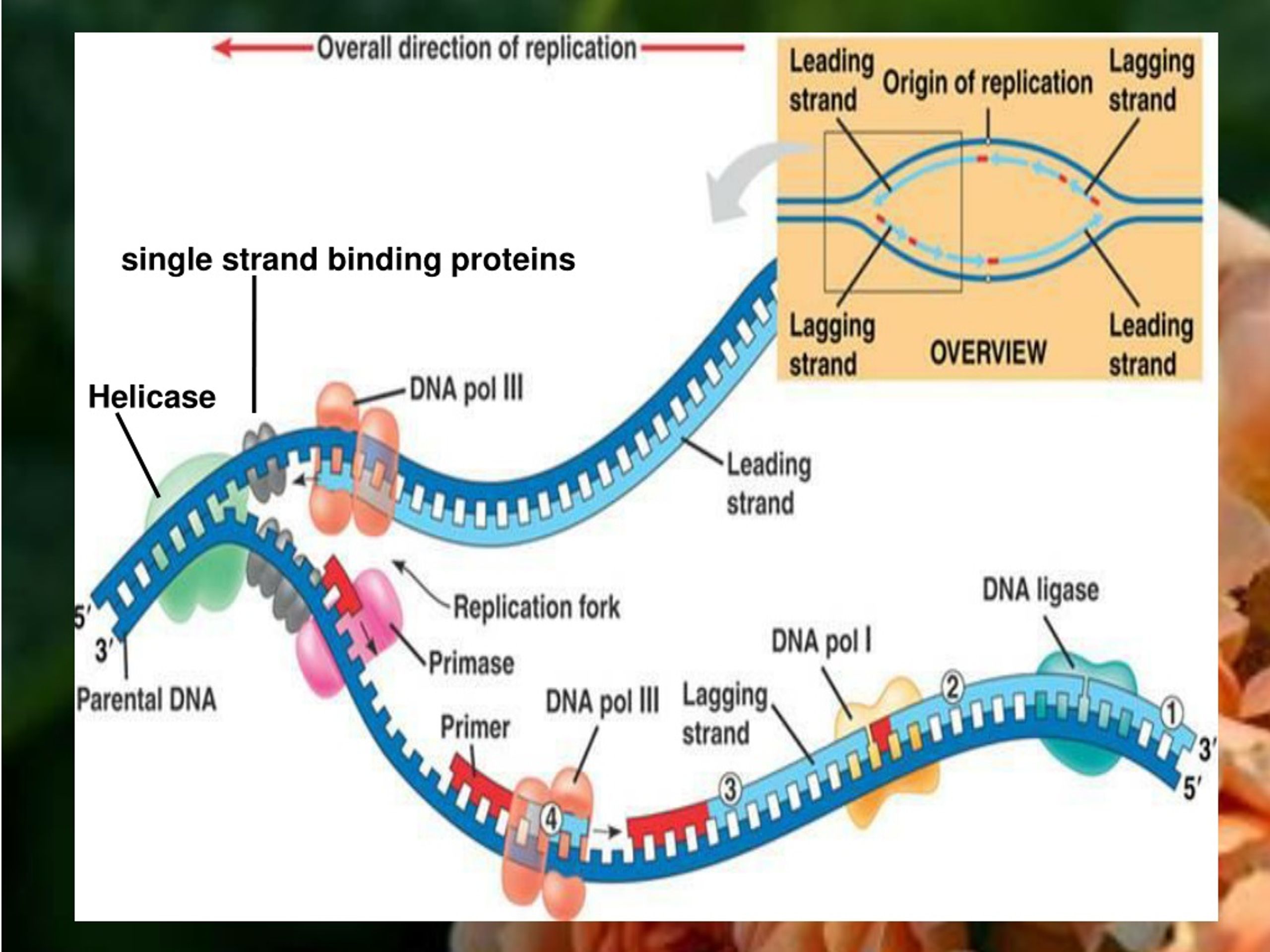 PPT DNA Replication PowerPoint Presentation Free Download ID 1250636 PPT DNA Replication PowerPoint Presentation Free Download ID 1250636