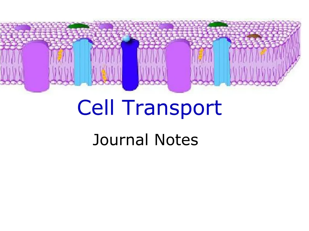 PPT - Cell Transport PowerPoint Presentation, free download - ID:1270106