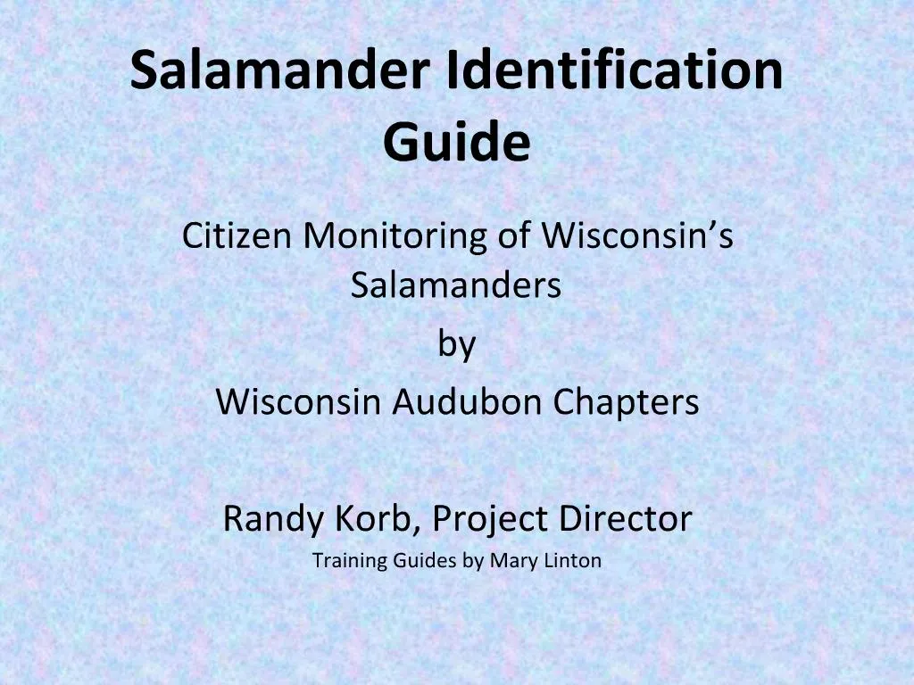 PPT - Salamander Identification Guide PowerPoint Presentation, free ...