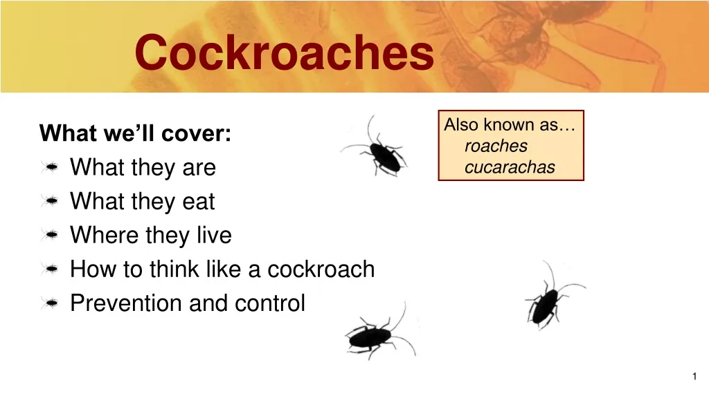 PPT - Cockroaches PowerPoint Presentation, free download - ID:1279890