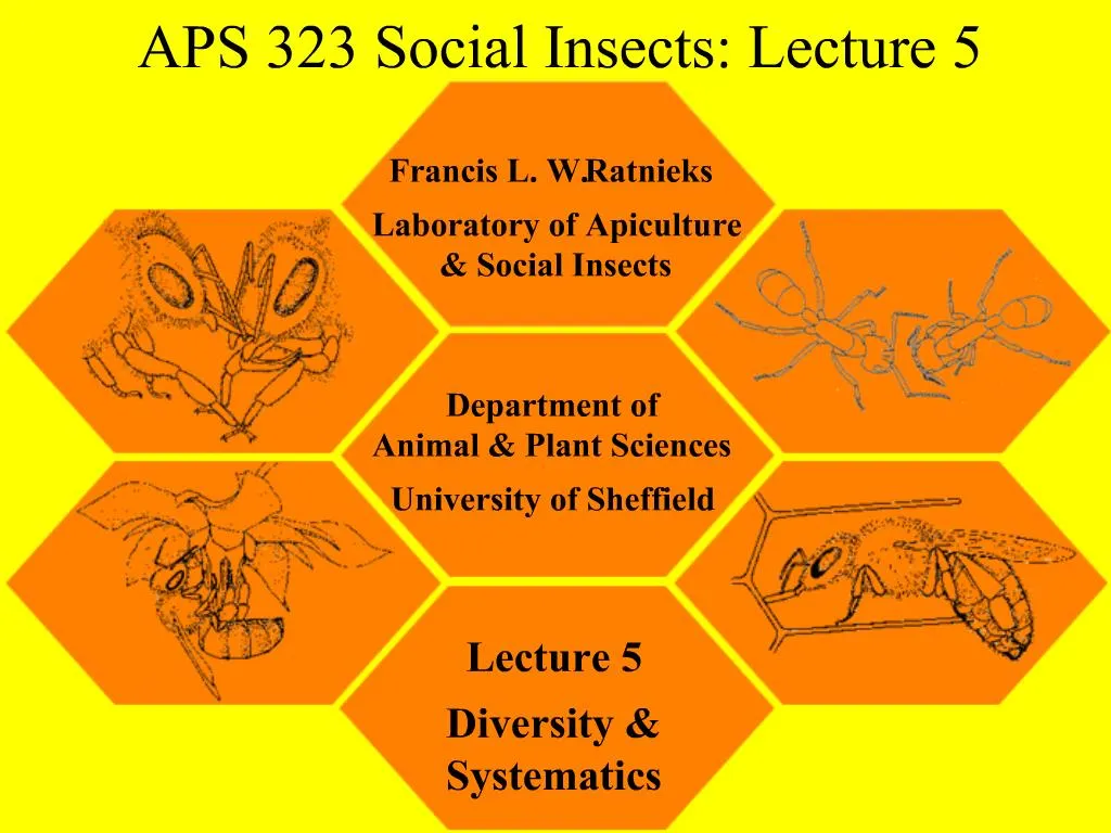 PPT - APS 323 Social Insects: Lecture 5 PowerPoint Presentation, free ...