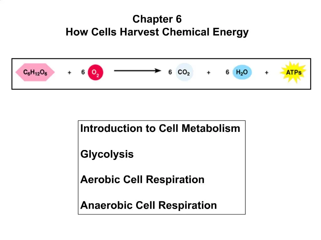 PPT - Chapter 6 How Cells Harvest Chemical Energy PowerPoint ...