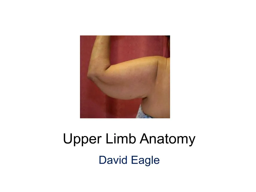 PPT - upper limb anatomy PowerPoint Presentation, free download - ID:139780