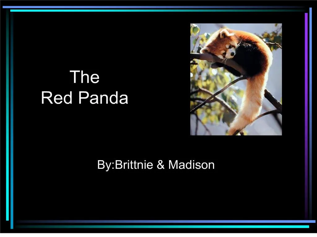 PPT - the red panda PowerPoint Presentation, free download - ID:141768
