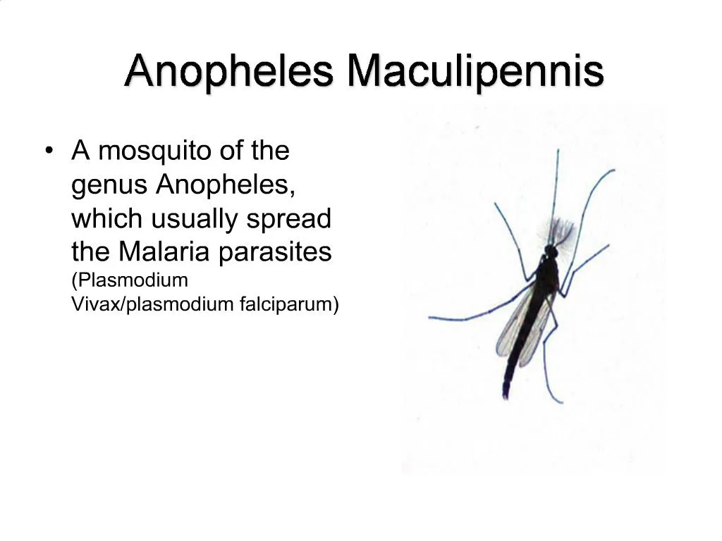 PPT - Anopheles Maculipennis PowerPoint Presentation, free download ...