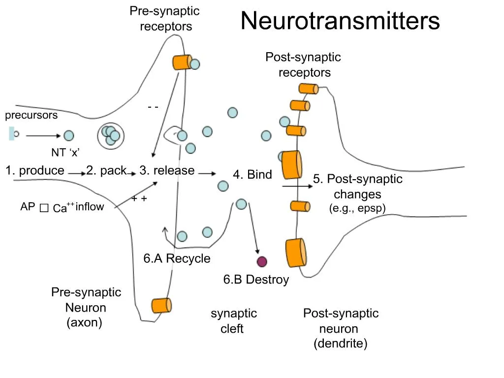 PPT - Pre-synaptic Neuron axon PowerPoint Presentation, free download ...