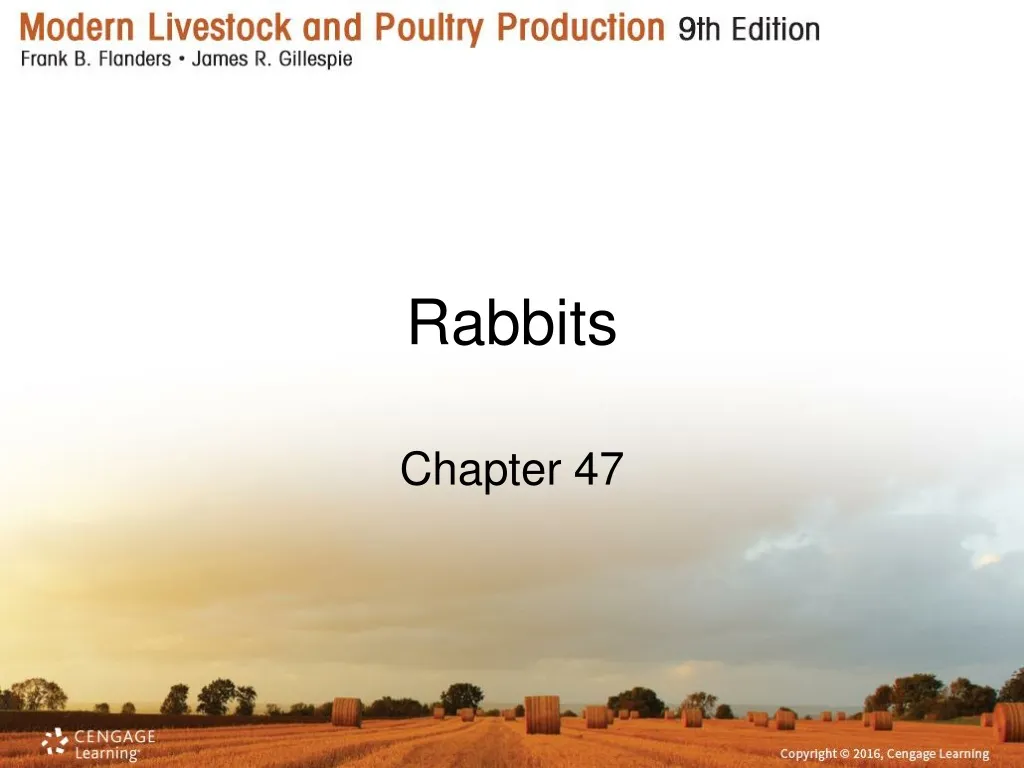 PPT - Rabbits PowerPoint Presentation, free download - ID:153818