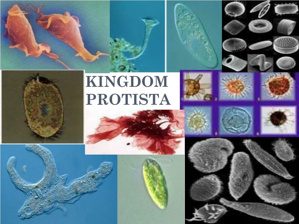 PPT - KINGDOM PROTISTA PowerPoint Presentation, free download - ID:164351