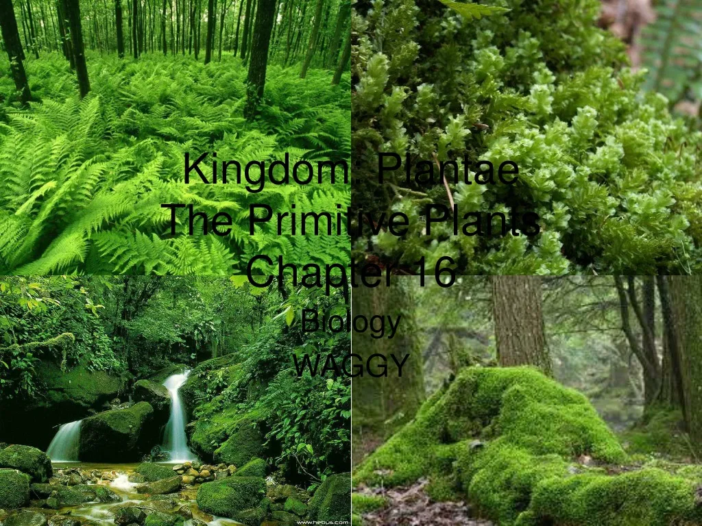 PPT - Kingdom: Plantae The Primitive Plants Chapter 16 PowerPoint ...