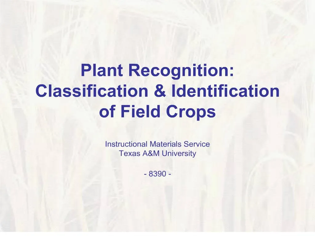 PPT - Plant Recognition: Classification Identification of Field Crops ...