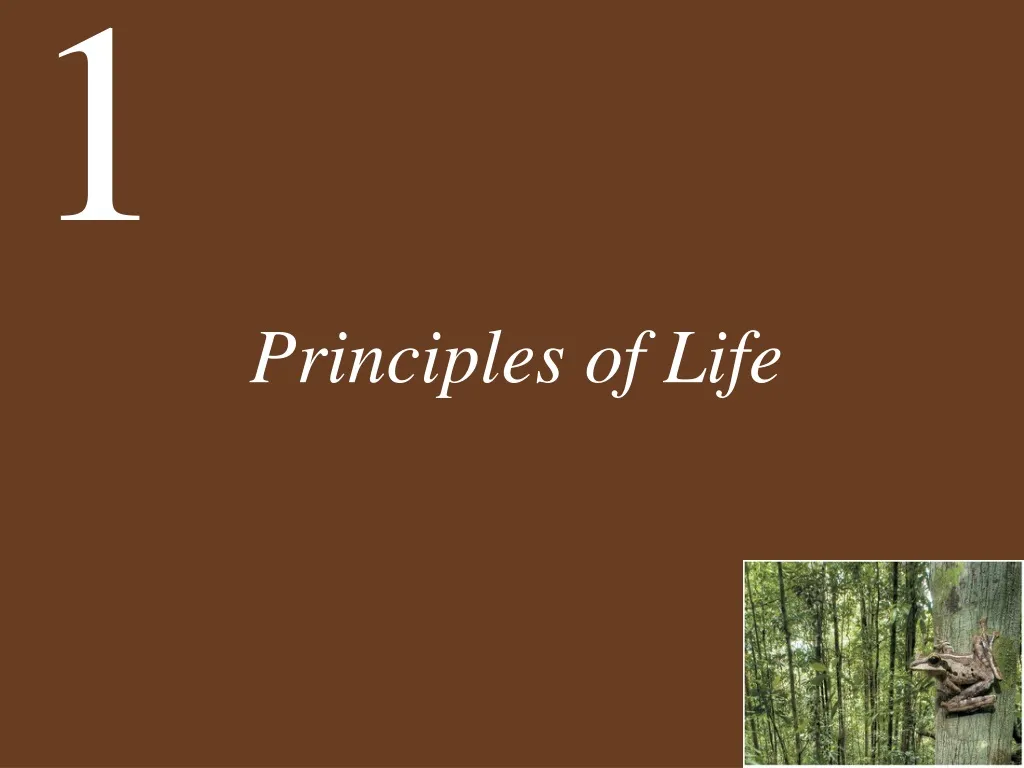 PPT - Principles of Life PowerPoint Presentation, free download - ID:189946