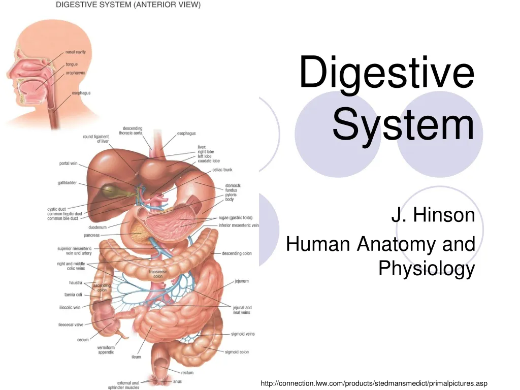 PPT - Digestive System PowerPoint Presentation, free download - ID:192222