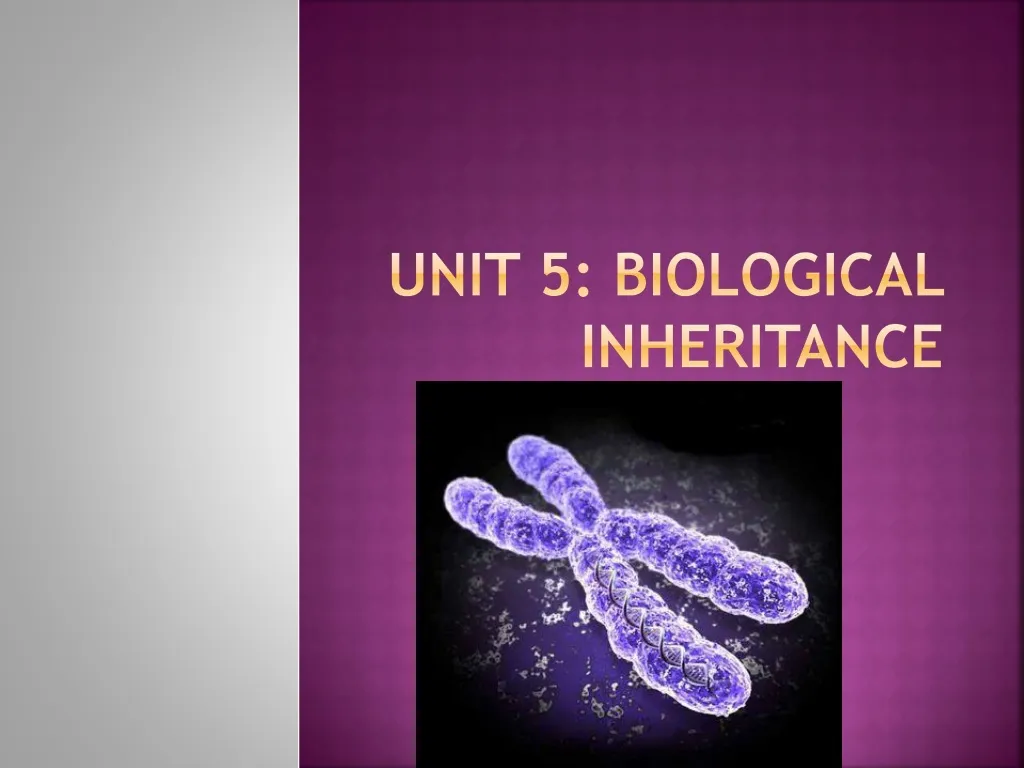 PPT - Unit 5: biological inheritance PowerPoint Presentation, free ...