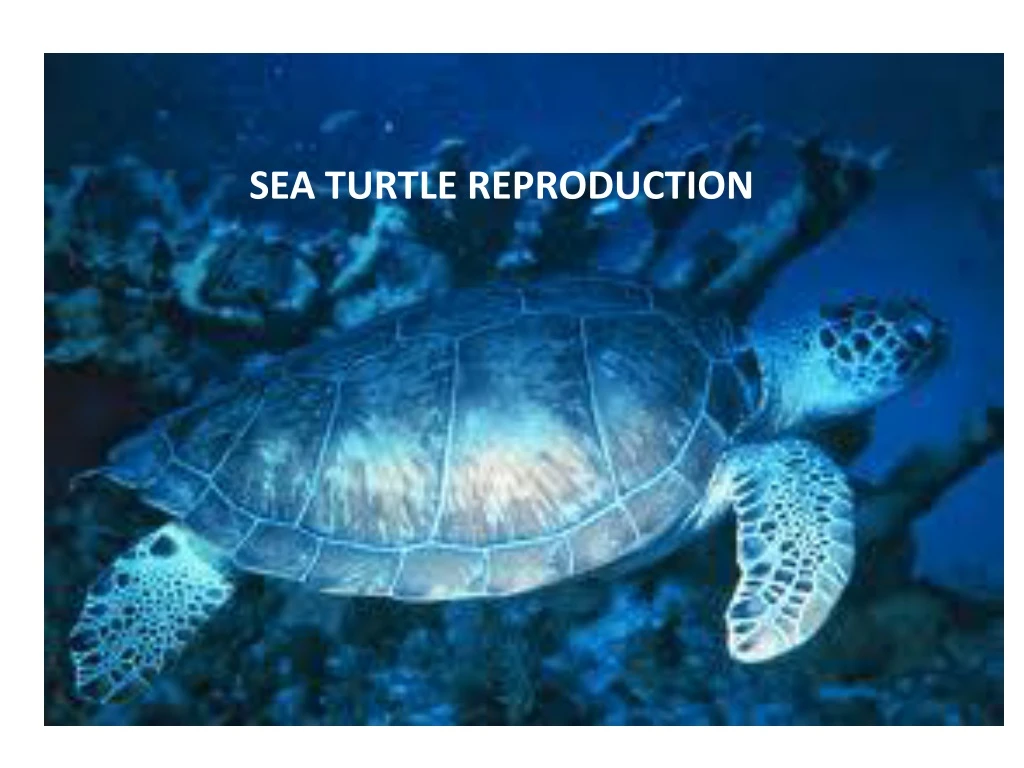 PPT - SEA TURTLE REPRODUCTION PowerPoint Presentation, free download ...