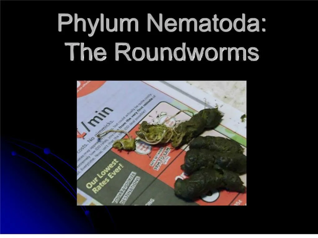 PPT - Phylum Nematoda: The Roundworms PowerPoint Presentation, free ...