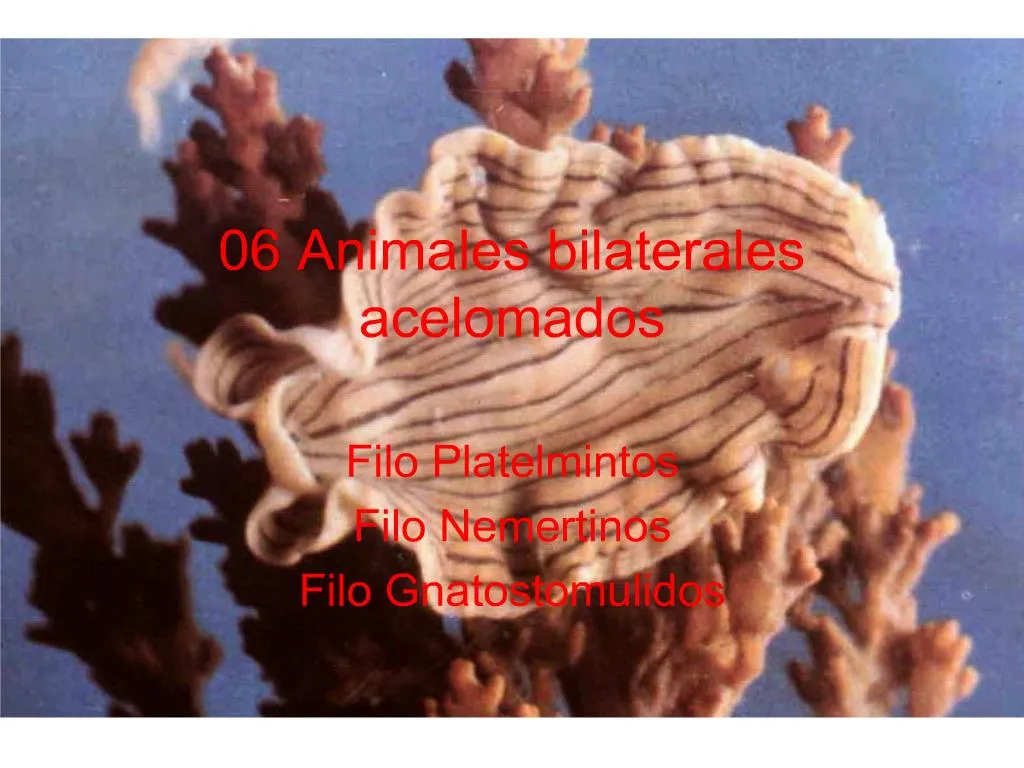 PPT - 06 Animales bilaterales acelomados PowerPoint Presentation, free ...