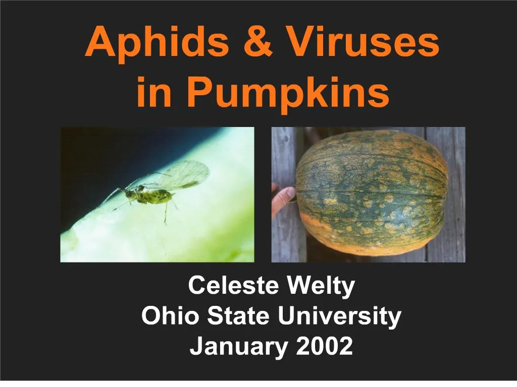PPT - Aphids Viruses in Pumpkins PowerPoint Presentation, free download ...