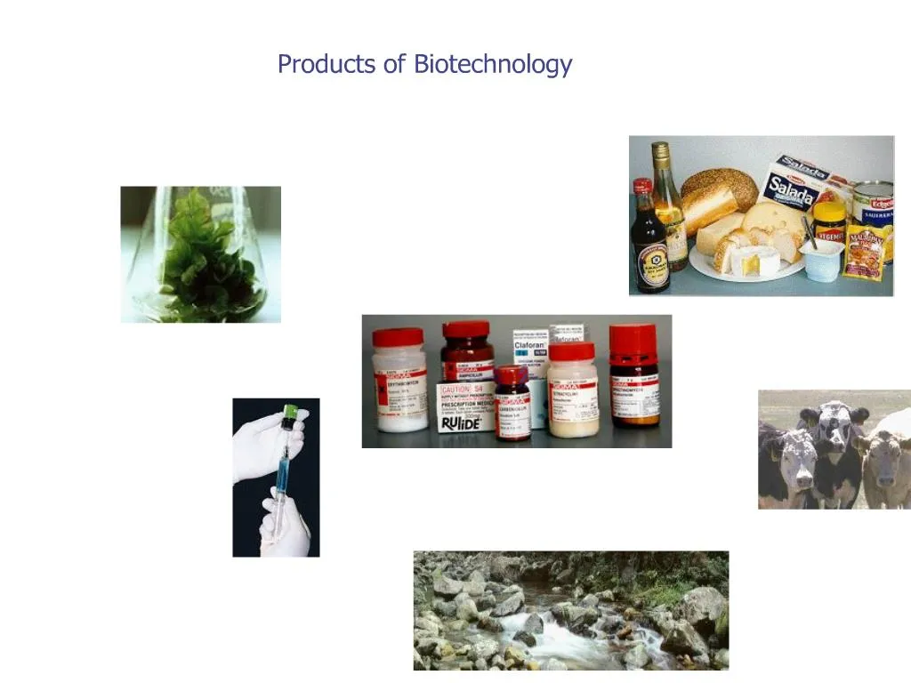 PPT - Biotechnology PowerPoint Presentation, free download - ID:217388