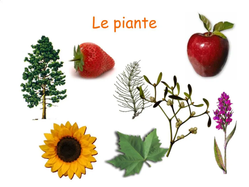 PPT - Le piante PowerPoint Presentation, free download - ID:224774