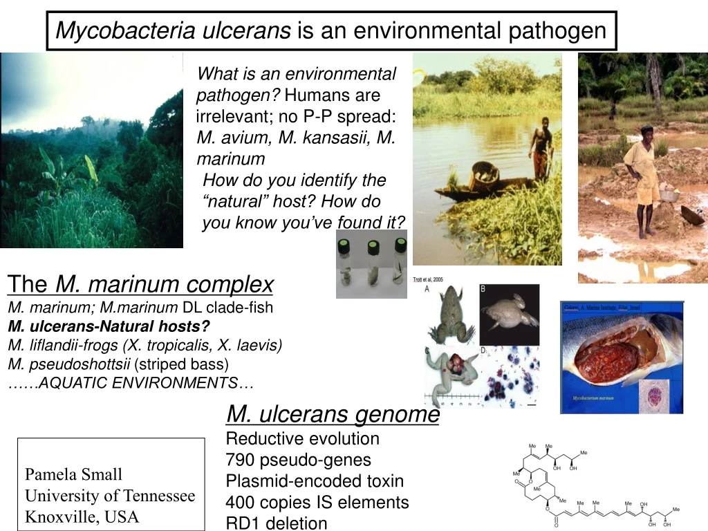 PPT - Pamela Small University of Tennessee Knoxville, USA PowerPoint ...